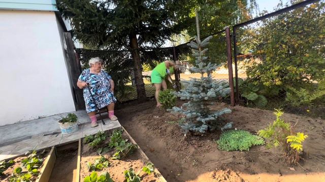 16 сентября. Зацвела эустома. Убираю цветник. Перекопка фецилии.