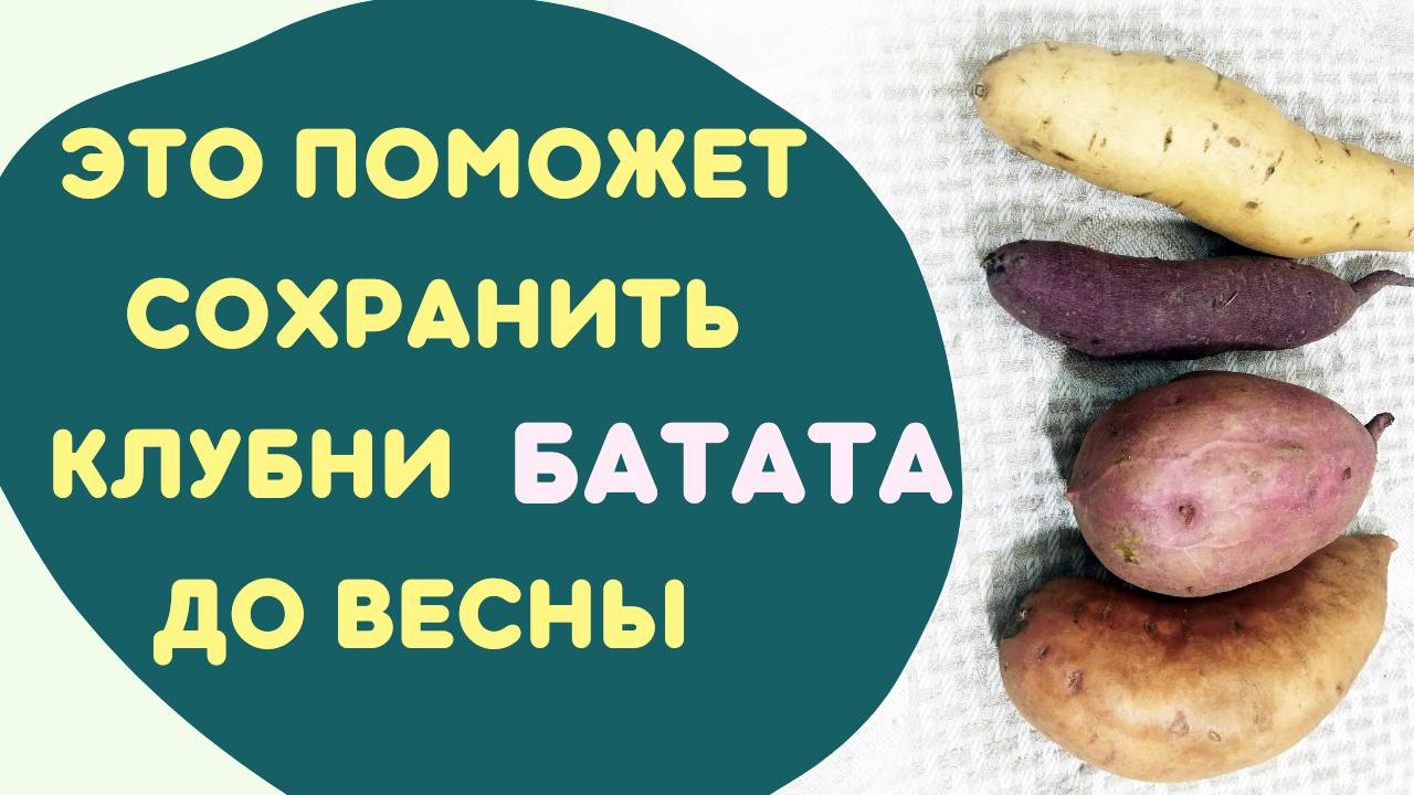 Как хранить батат зимой