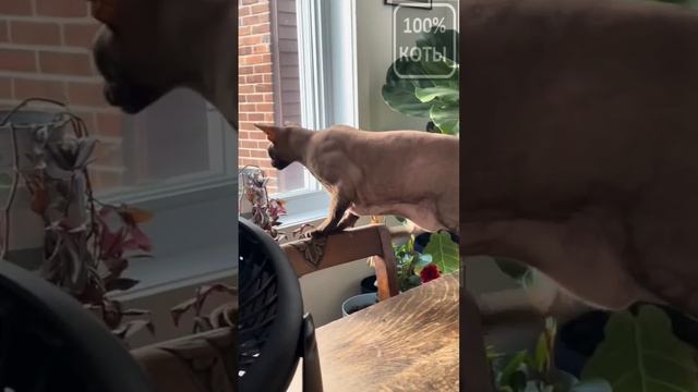 Грация кошки. Ловкость картошки