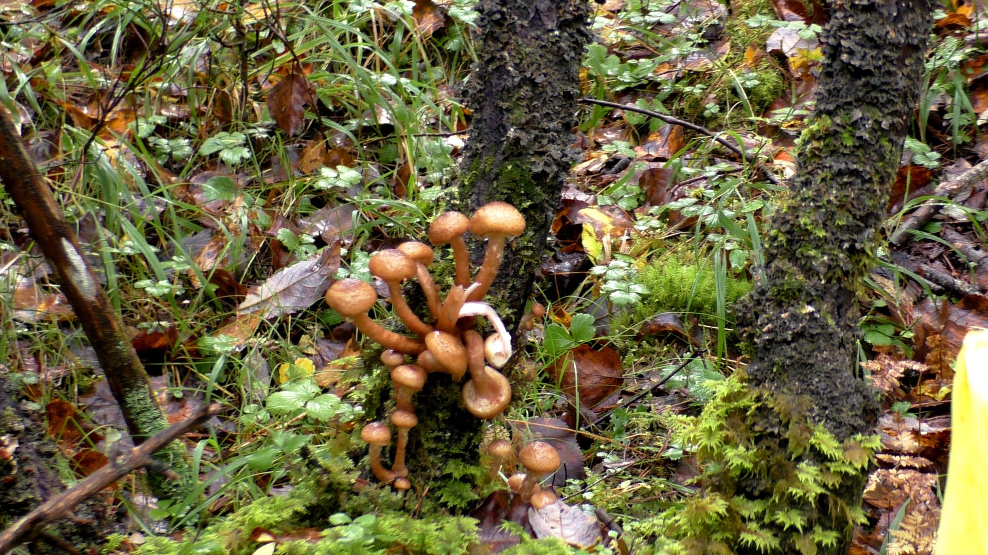 За грибами и на рыбалку в таежный поселок Большая речка сент 2024 ч-1