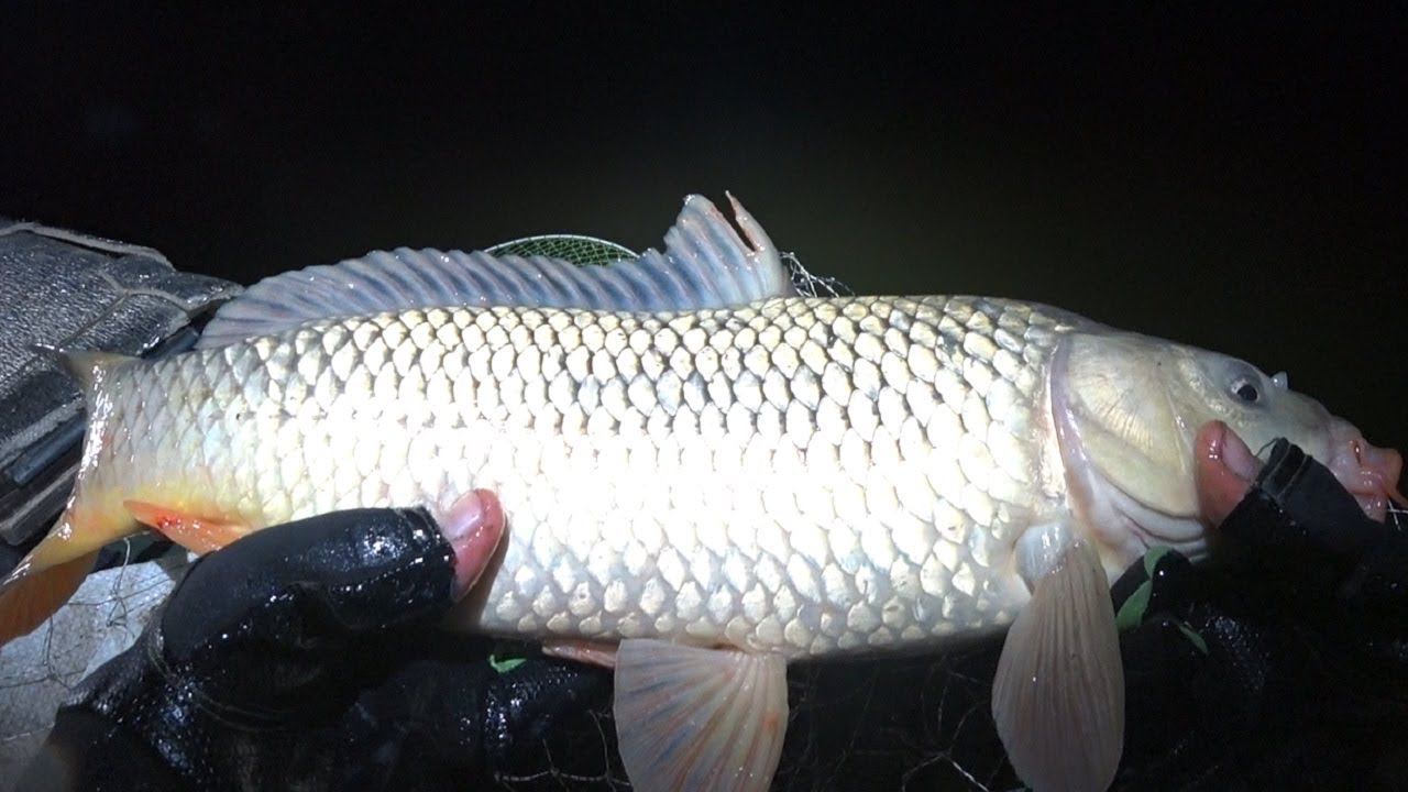 Рыбалка на САЗАНА, карася!! ЛИСА крадет рюкзак