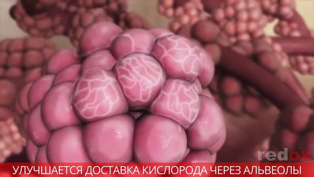 Воздействие кислорода redox на легкие (O2+Ar)