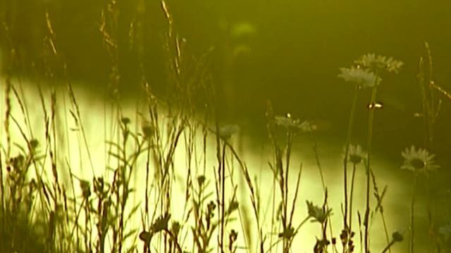 Шудон Корка. Приличные и неприличные 25.09.2024