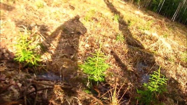 Лесной хабар