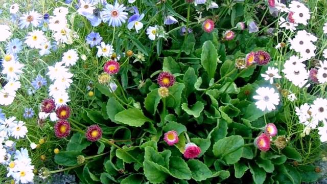 Маргаритки - Выращивание, Размножение и Уход  на Урале.