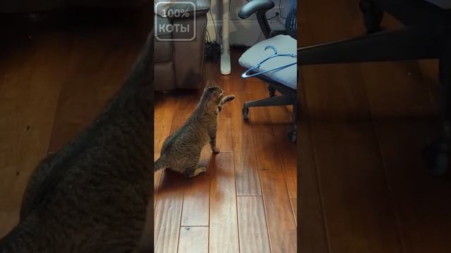 Вешалка нападает на кота