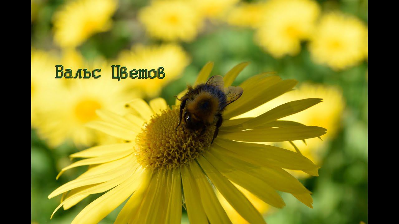 вальс цветов