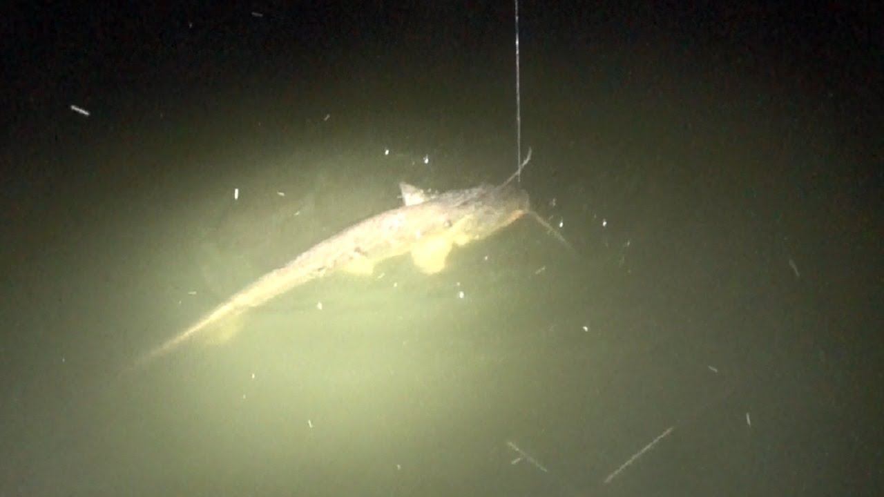 Лодку разворачивает!!!! 10 кило ЯРОСТИ на крючке, рыбалка на крупняк