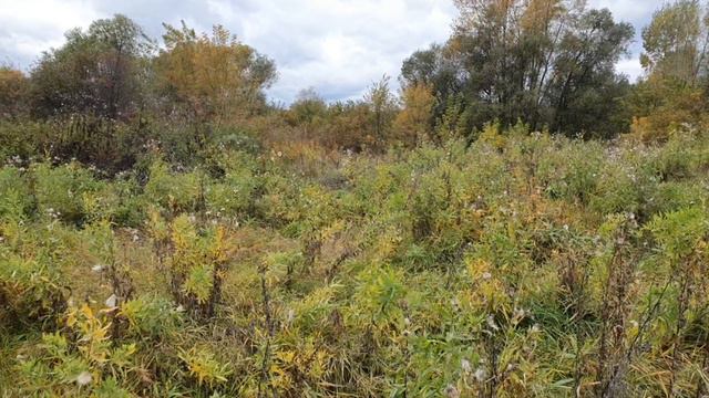 Погодка портится, 24 сентября 2024 г.