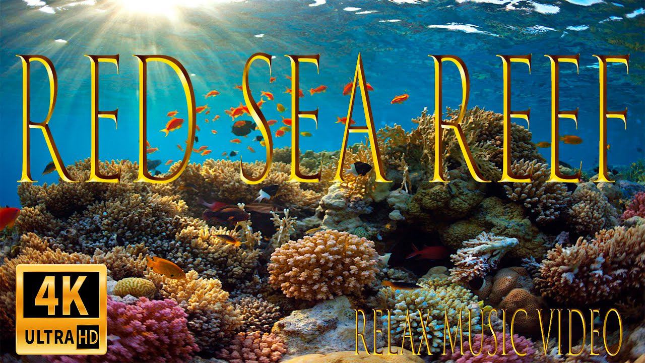 Подводный мир красного моря. Релакс видео 4К.
