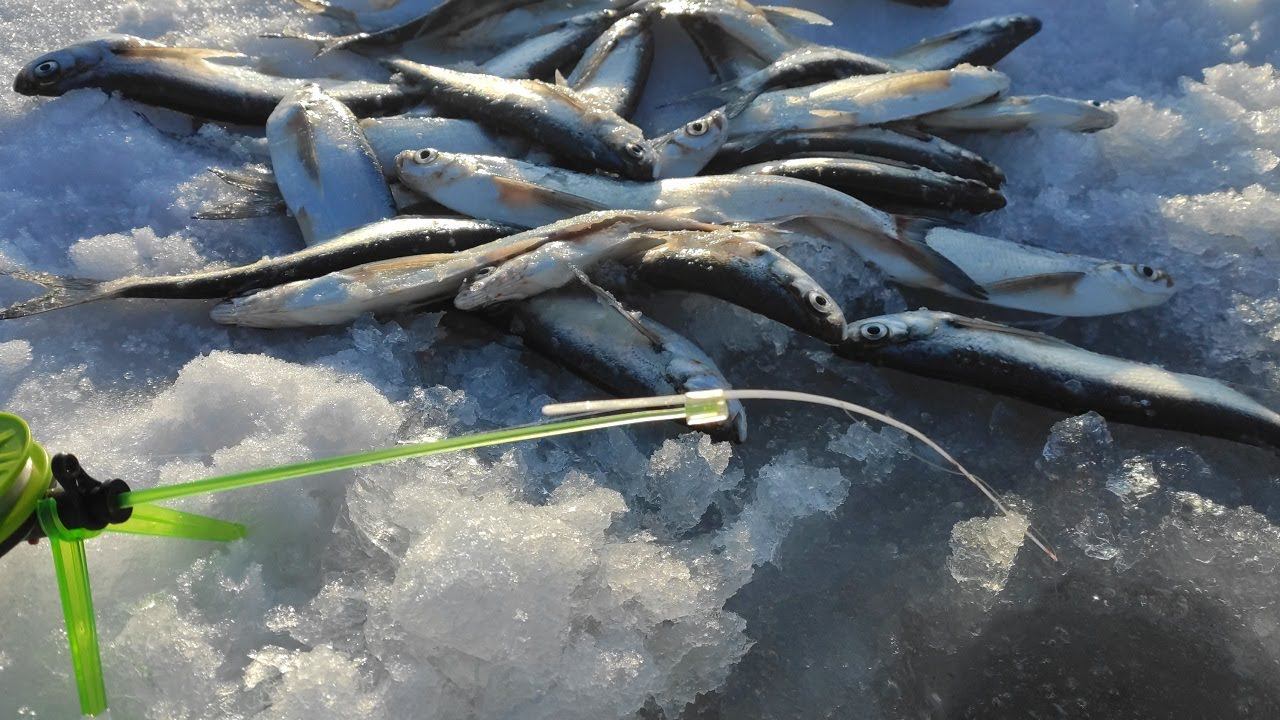 Это ЖОР, складываю РЫБУ В МЕШОК!! ЗИМНЯЯ РЫБАЛКА