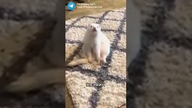 реальнаяистория