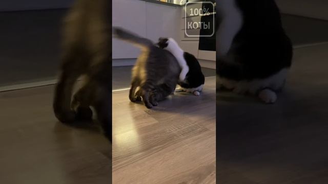 Мастер класс от сенсея кошачьих боёв