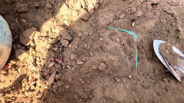 13 сентября. Убираю клубнику и лук порей. Достала корзины с тюльпанами. В грядки накидываю землю