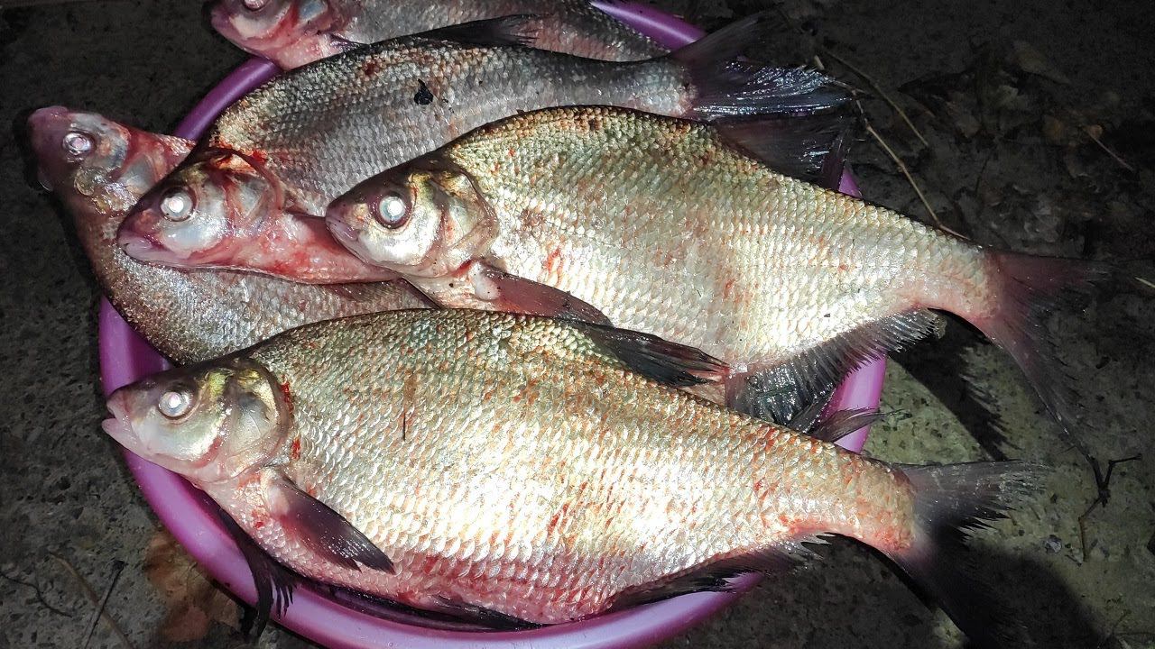 Натаскал ТАЗИК с горкой!!!! Рыбалка осенью на леща, донки фидер