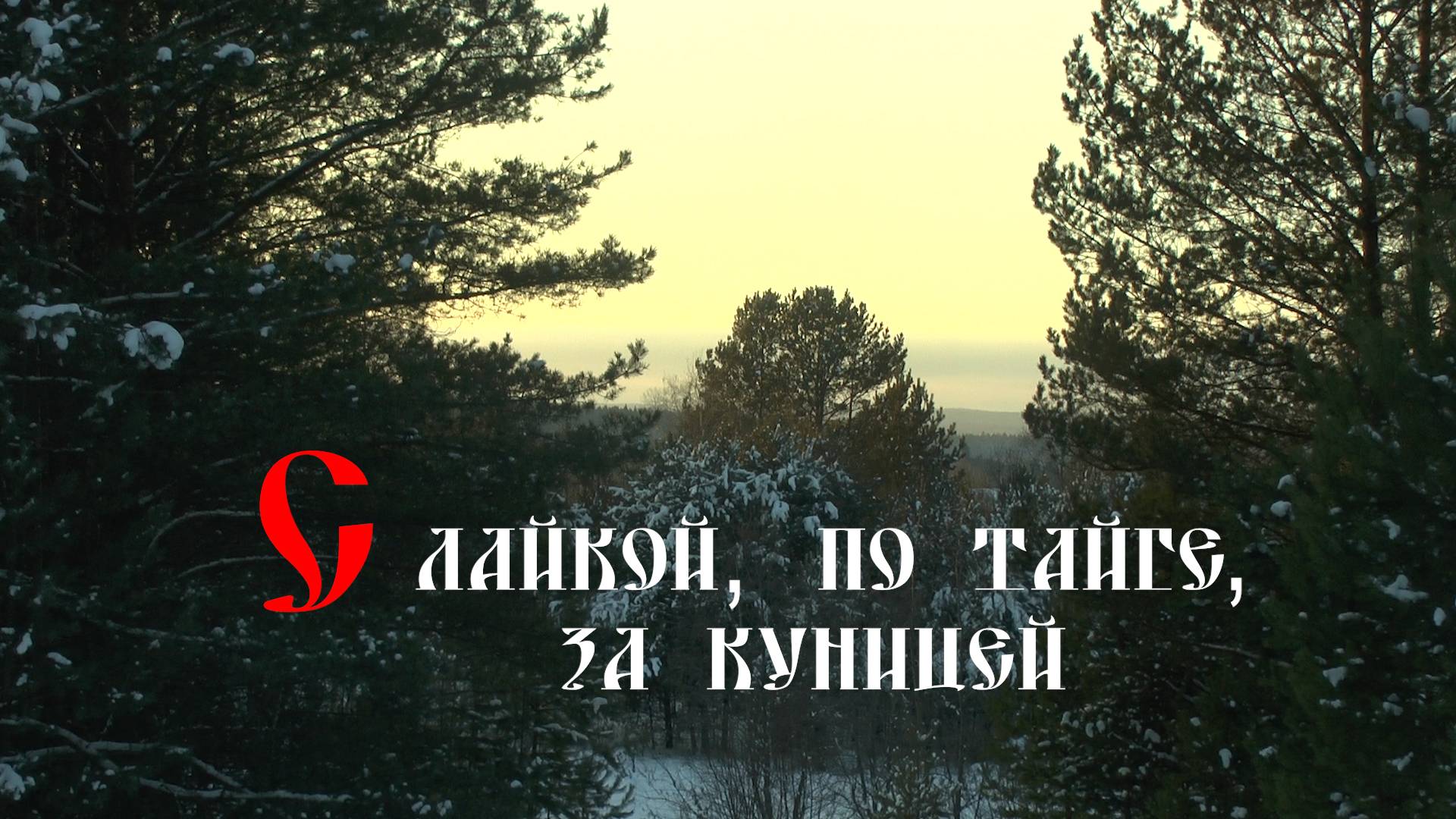 С лайкой по тайге за куницей