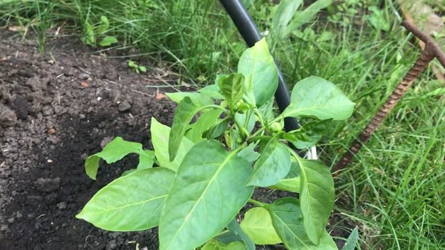 Урожай болгарского перца на участке в 2024 году