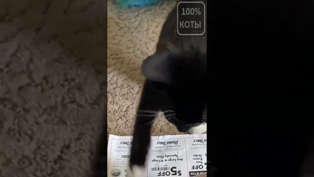 Посмотри на третьей странице скидочный купон на кошачий корм