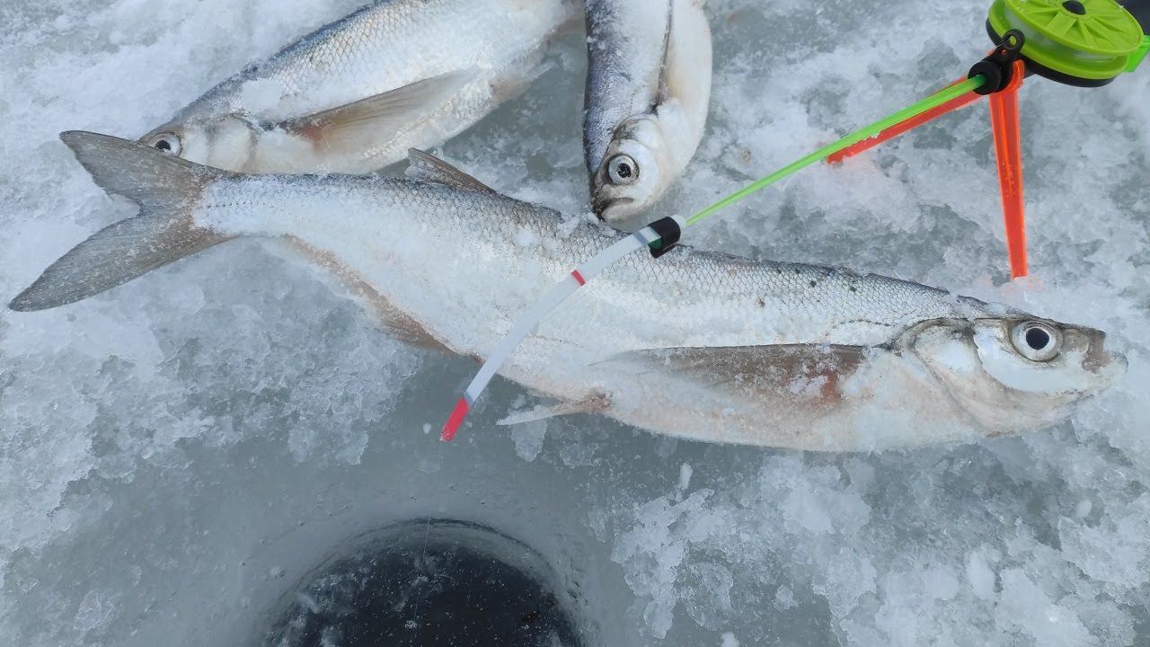 ЛУПЯТ на кивок и тянут, ЛЕСКА СКРИПИТ!!! Зимняя рыбалка, крупная чехонь на мормышку