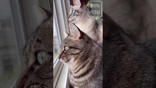 Коты о погоде на улице