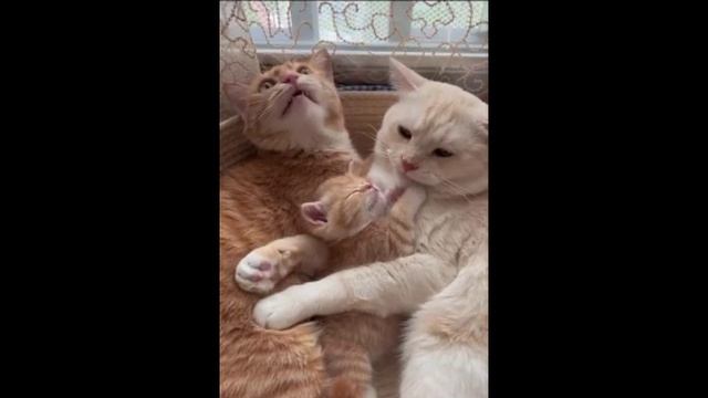 Семейного тепла вам желают эти милые коты