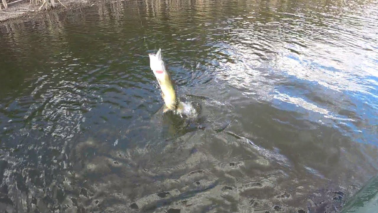 ЩУКИ ПРЫГАЮТ СВЕЧКИ, БЬЮТСЯ В БОРТ!!! РЫБАЛКА НА СПИННИНГ ОСЕНЬЮ