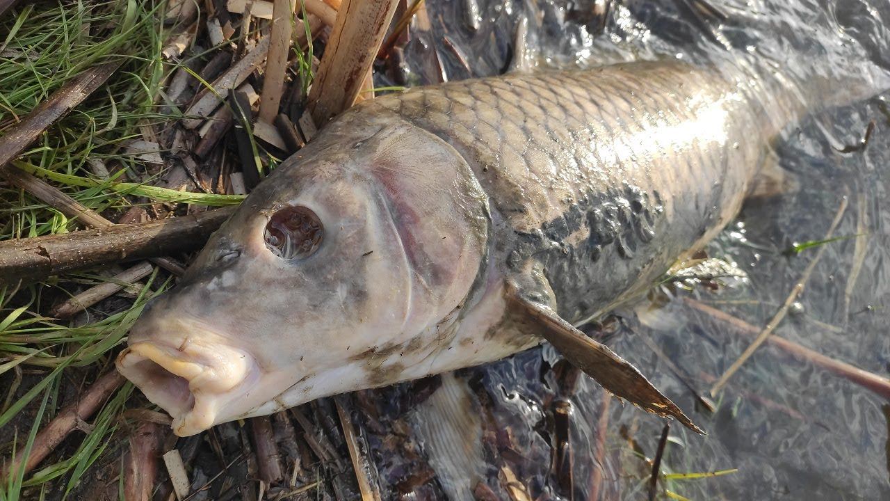 На рыбалке что-то пошло не так РЫБА ПОДОХЛА в реке