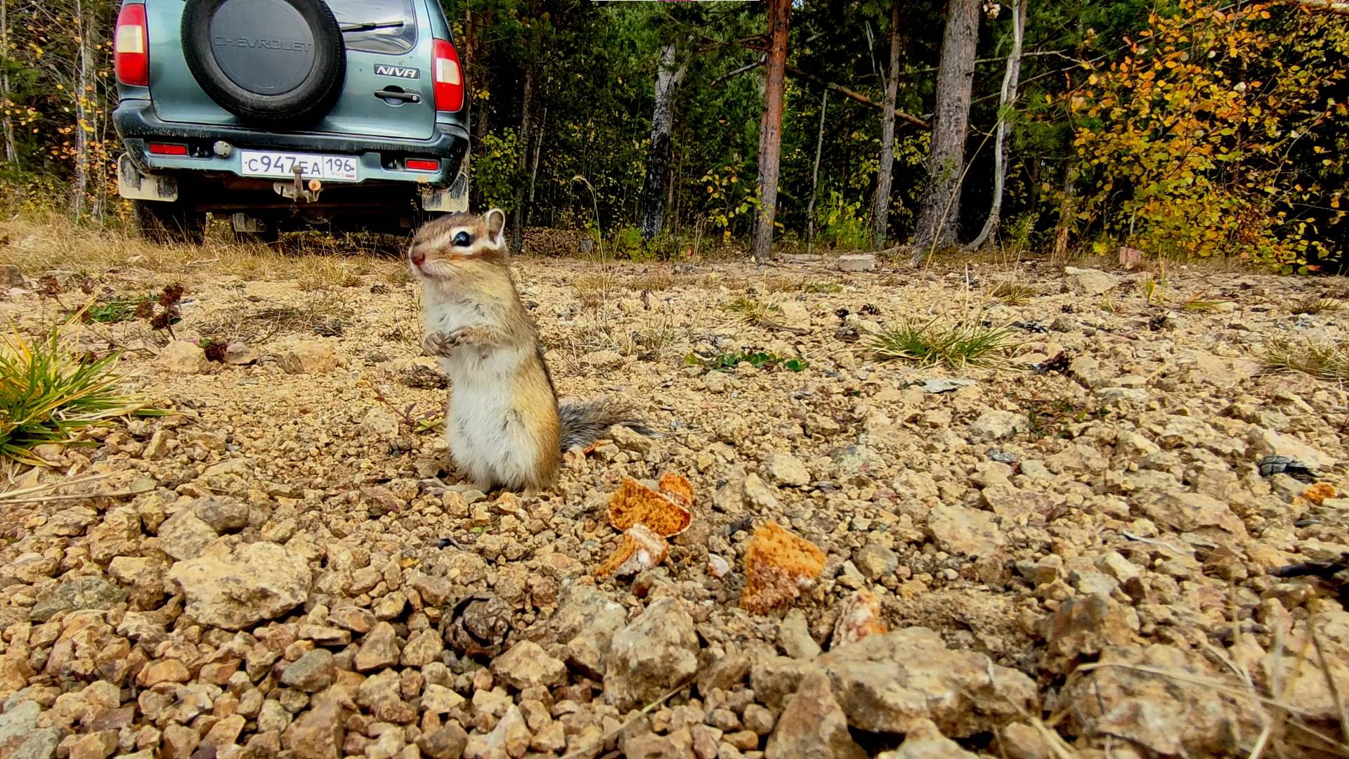 С бурундуком на рыбалке. Карпинск