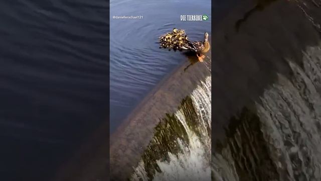 Die-Liebe-einer-Mutter