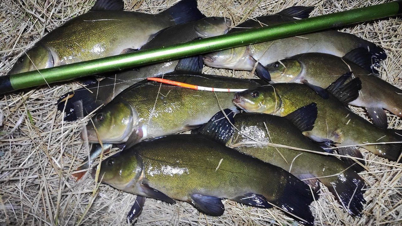 ЭТО ЖОР - ЛИНИ КАБАНЫ ЖРУТ ХЛЕБ И РВУТ КРЮЧКИ, рыбалка на поплавок