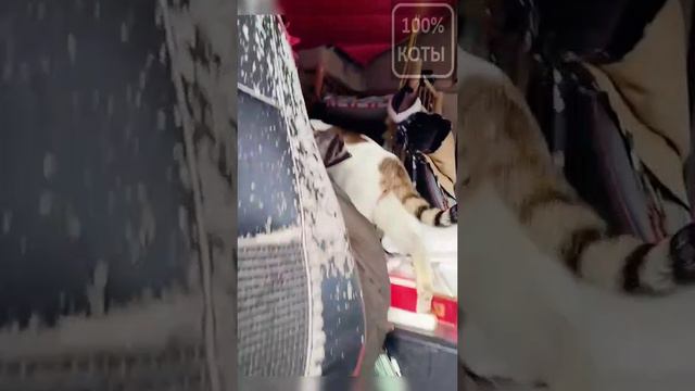 Коты Дальнобойщики