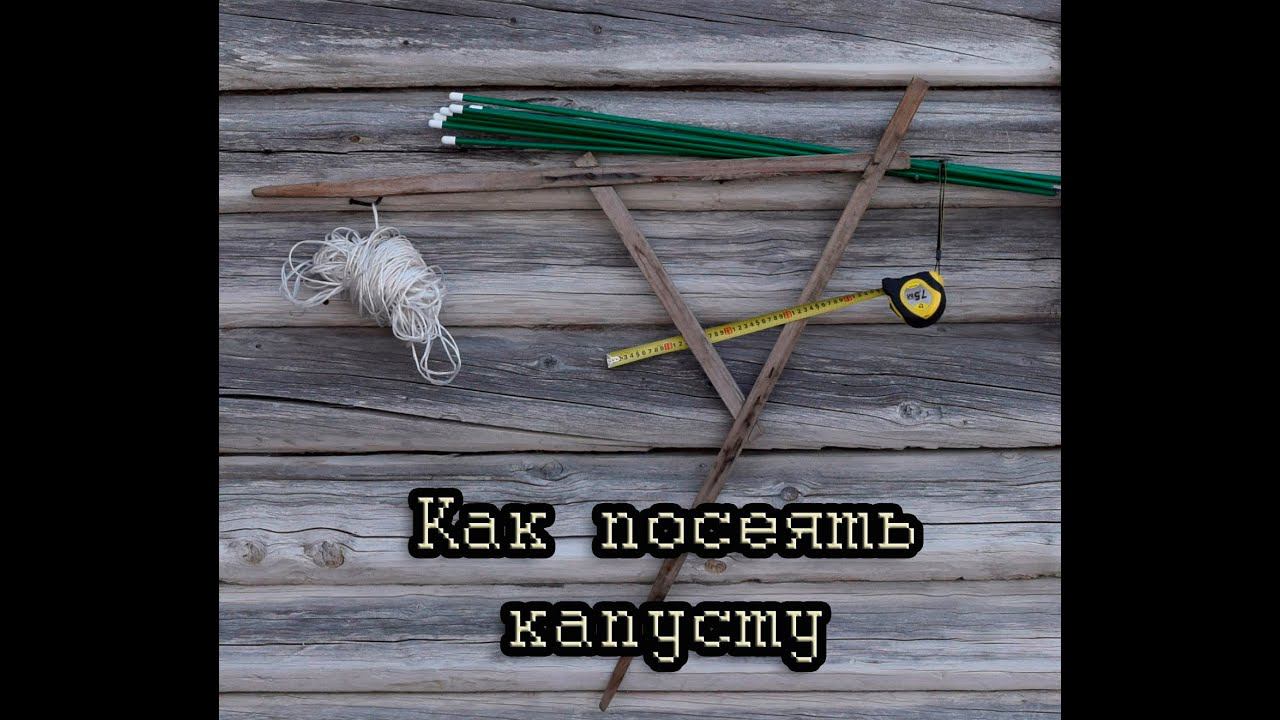 Как посеять капусту на школку