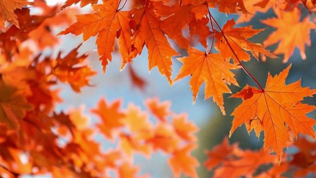 🍁Золотые осенние кленовые листья для сна, медитации и йоги🍁Безмятежность, теплота, расслабление.