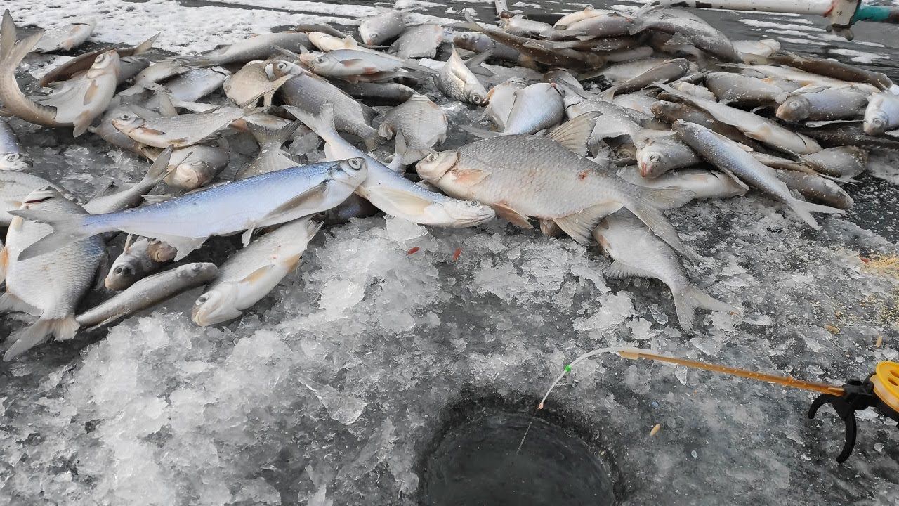 Это ЖОР!! КЛЮЕТ НЕ ДАЕТ ОПУСТИТЬ. Зимняя рыбалка на удочки