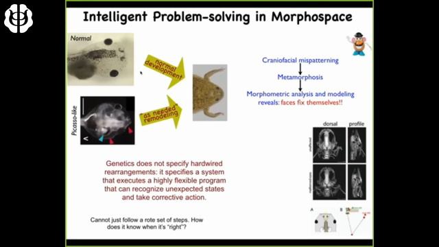Откуда берутся разумные существа. Масштабирование коллективного разума. Лекция Майкла Левина