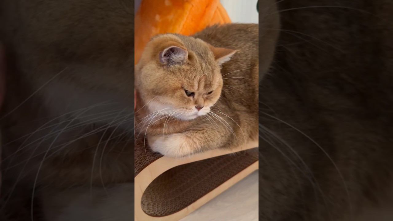 Кот-чистюля #cat #смешнойкот #безкотаижизньнета #смешныекоты #cutecat #смешныекошки #котик