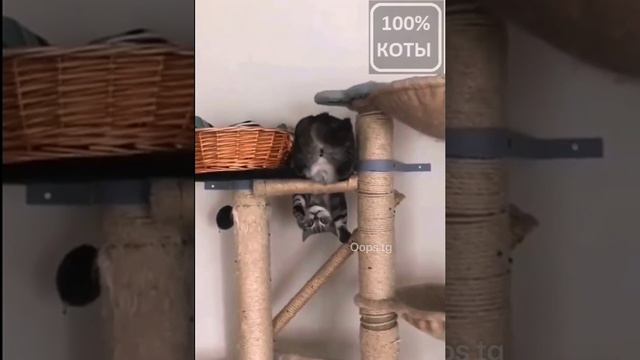 Видал как могу