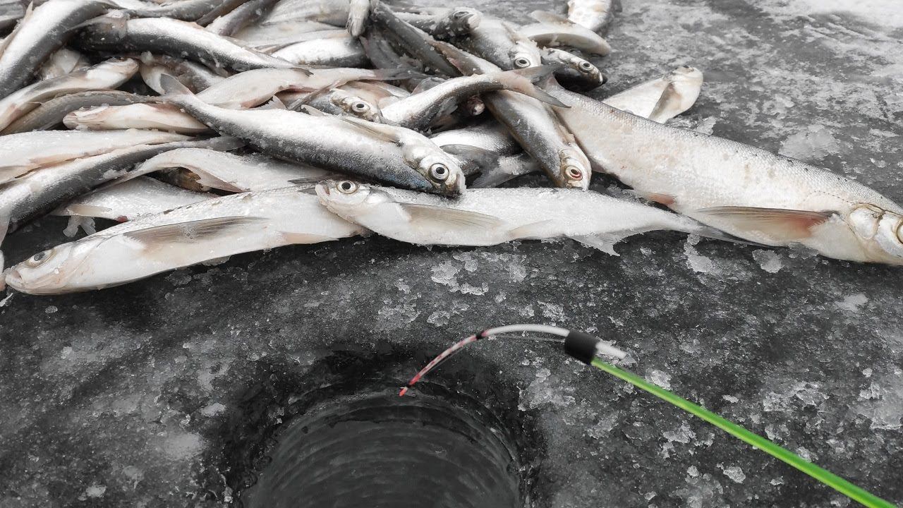 Это ЖОР - ТУТ ТОННЫ РЫБЫ, ЛОВЯТ ВСЕ!! Зимняя рыбалка на удочки