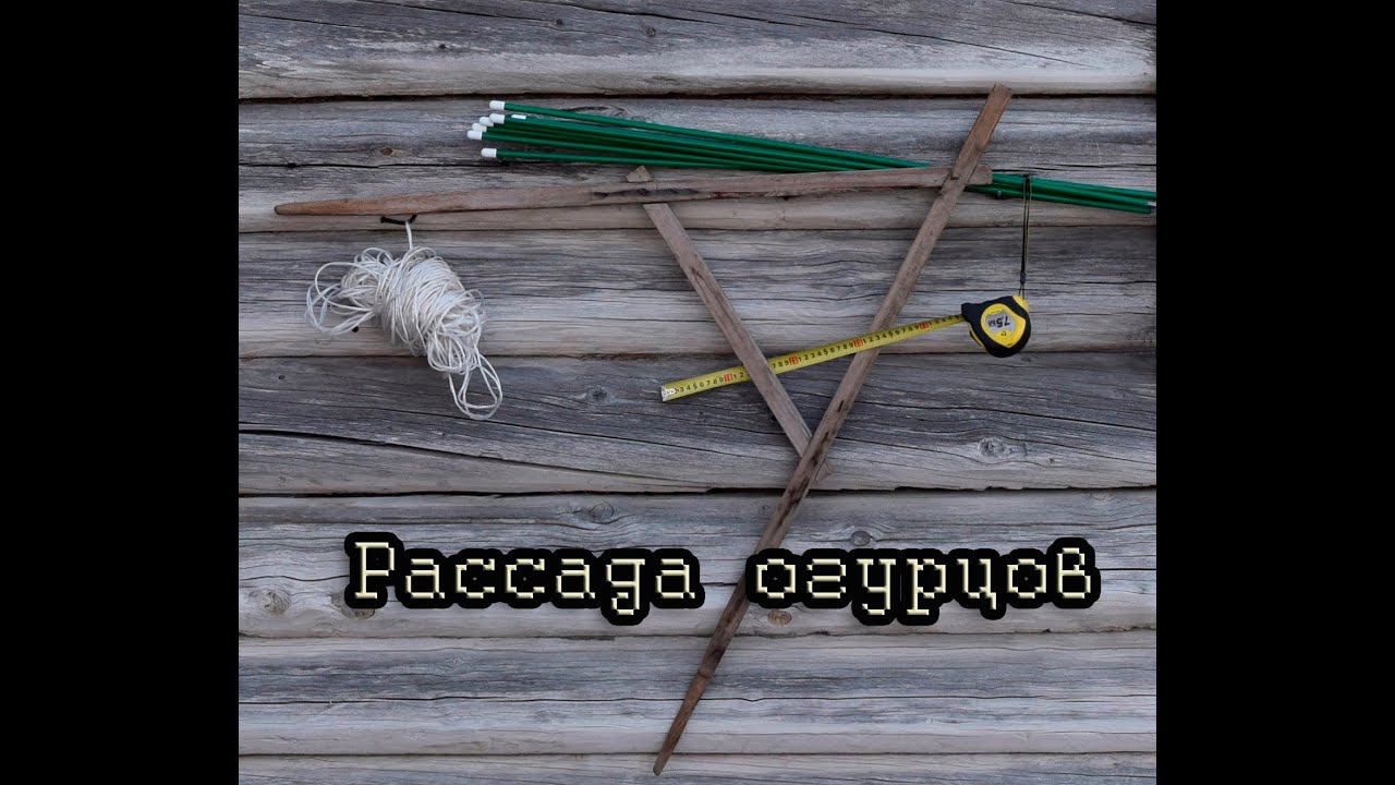 Рассада огурцов