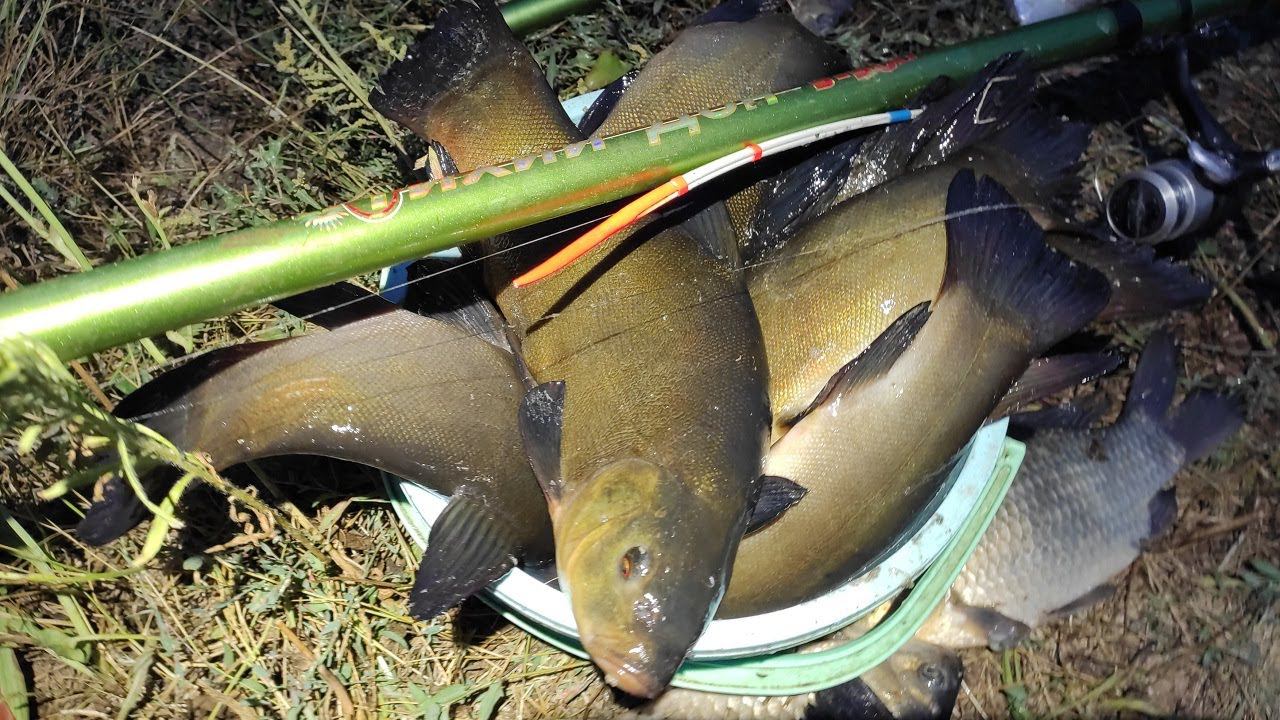 Рыбалка на поплавок - ЖОР крупного ЛИНЯ!!!! Лески рвутся, камыши трещат