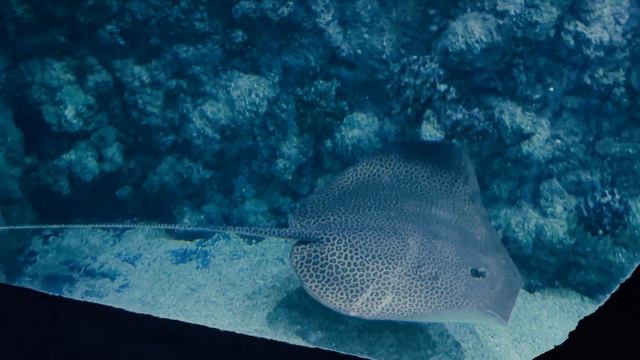 Океанариум Крокус Сити, 2022.