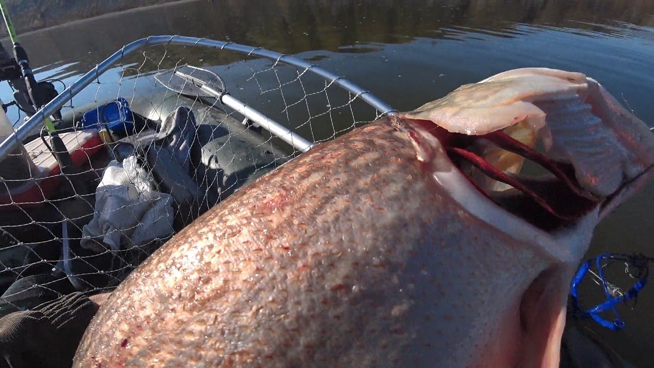 Рыбалка РАЗДАЧА!!!! Щука МОНСТР, СУДАКИ, САЗАНЫ караси густера на спиннинг и донки