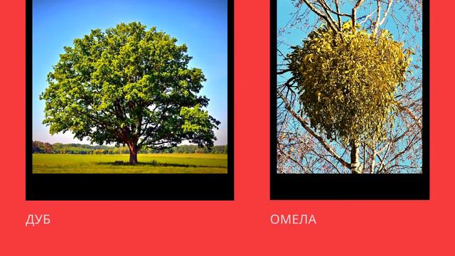 10 ИНТЕРЕСНЫХ ФАКТОВ О КУЛЬТУРЕ КЕЛЬТОВ