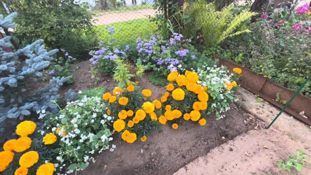 21 августа. Зреет урожай. Искандер 5 недель после посадки. Фацелия выходит. Опять огурцы.