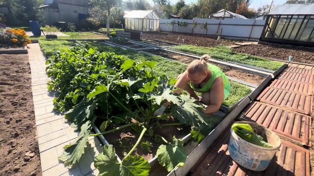 15 сентября. Для ОСТРОГО ПЕРЦА сезон закрыт. Буду меньше сажать. Помыла бочку.