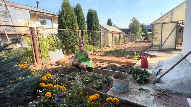 13 сентября. Посадила клубнику. Яровой чеснок смех . Три грядки готовы к следующему сезону