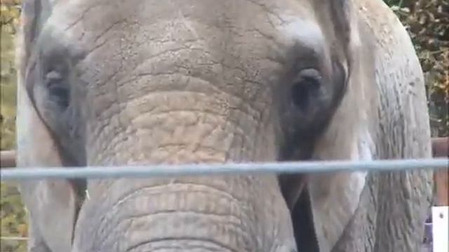 Мы на Аляске 2006. Часть шестая "Зоологическая"