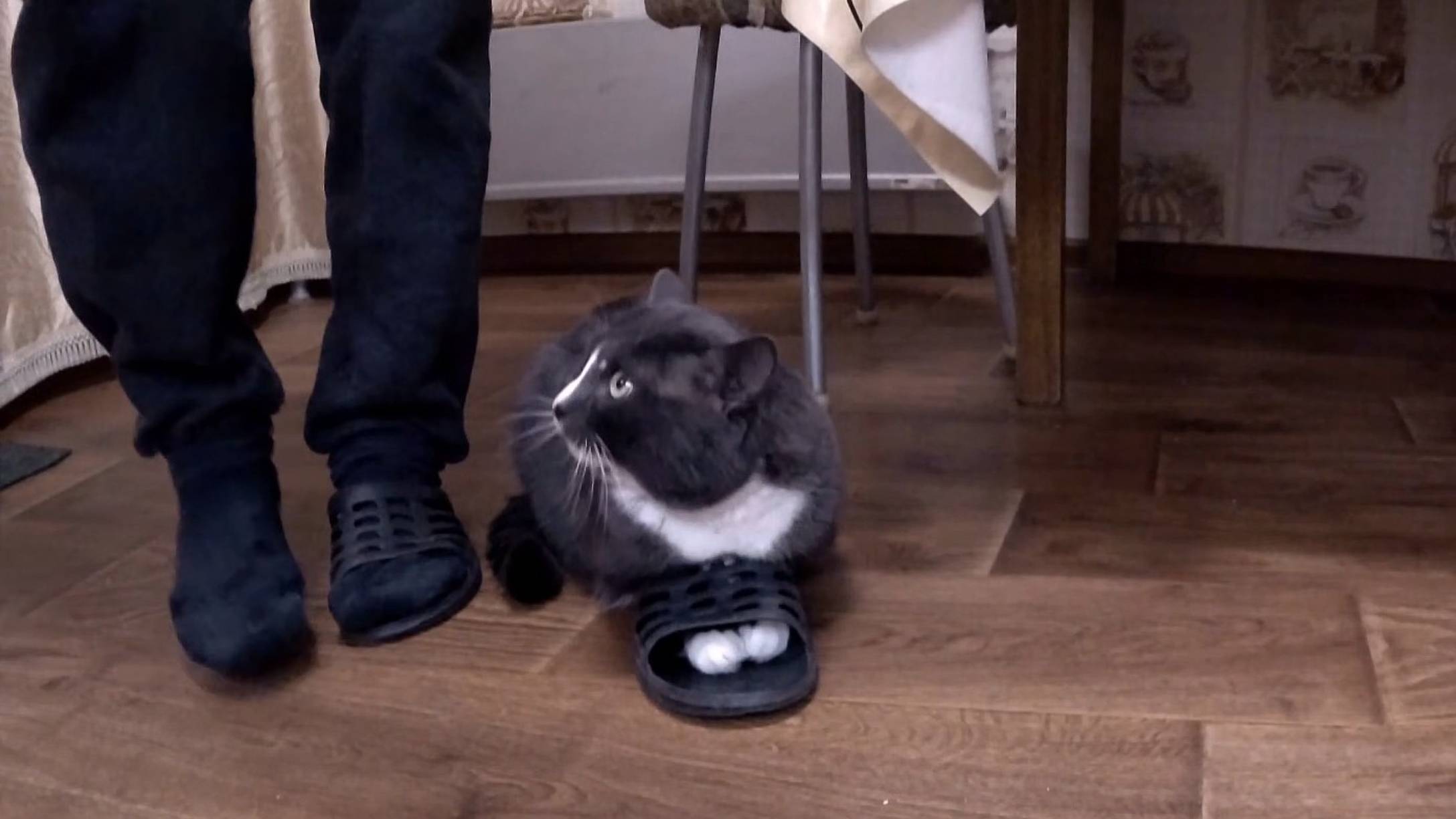 Кот отжал тапок