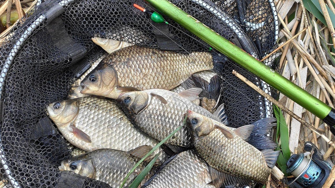 Караси на ПОПЛАВОК, РЫБЕЦ на фидер - рыбалка на удочку и пикер в малой реке