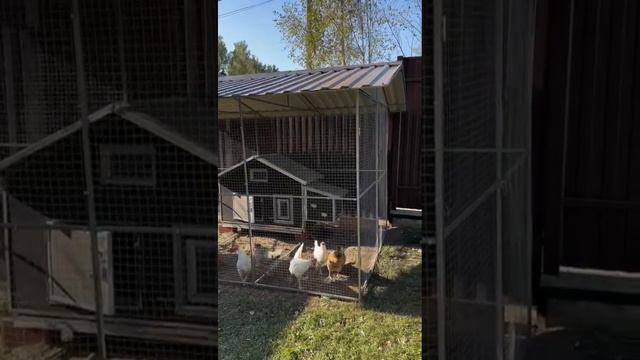 🐓Как содержать здоровых кур летом и зимой эстетично и практично?
